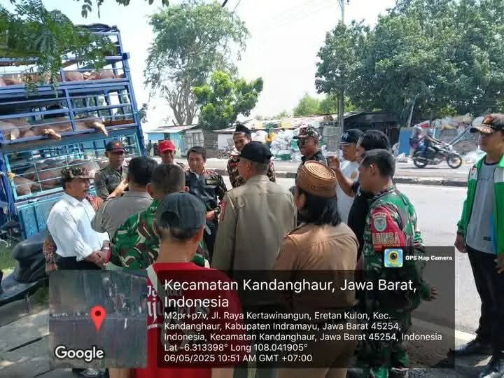 Banser Indramayu Bersama Aparat Gabungan Tertibkan Warga Mandikan Babi ...